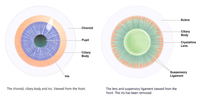 Learn the Structure and Anatomy of an Eye | SelectSpecs.com